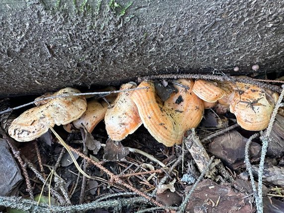 Rydze w roli głównej. Kilka sprawdzonych i nietypowych przepisów. Pycha ...