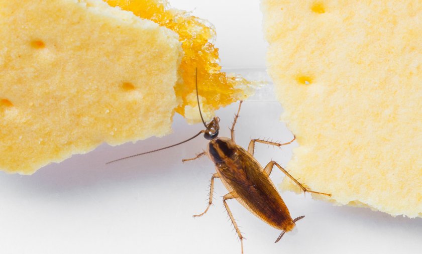 Co może się zalęgnąć w domu, kiedy jesteś na wakacjach?