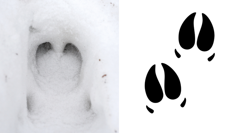 Rozpoznasz ślady zwierząt? "Jasne, potrzymaj mi piwo!" - Podróże