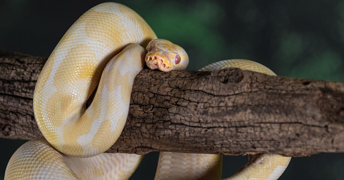 Hodowla pytonów na mięso jako alternatywa dla tradycyjnych źródeł ...