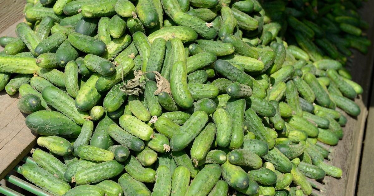 Niebezpieczny pestycyd w rosyjskich ogórkach na polskiej granicy