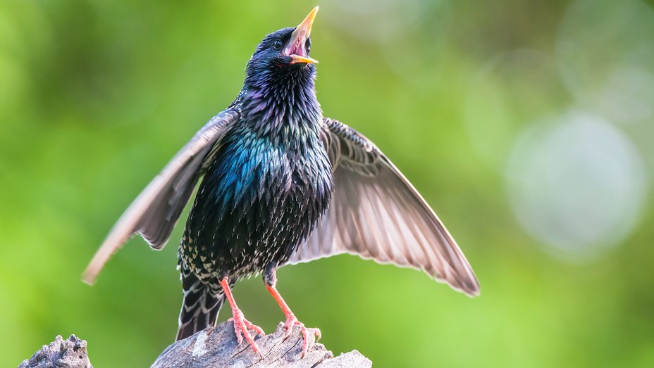 Ptasie "żarty". Potrafią wyprowadzić w pole doświadczonego ornitologa ...