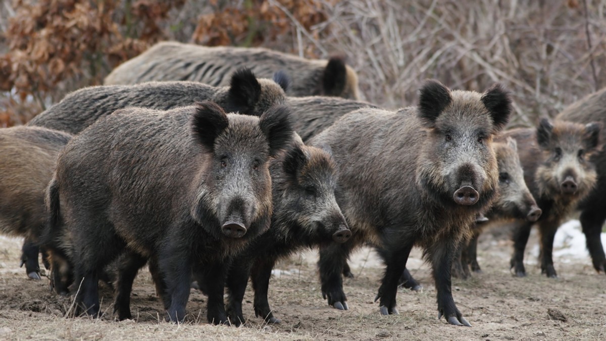 Poszukiwany dzik. Żywy lub martwy - Wiadomości