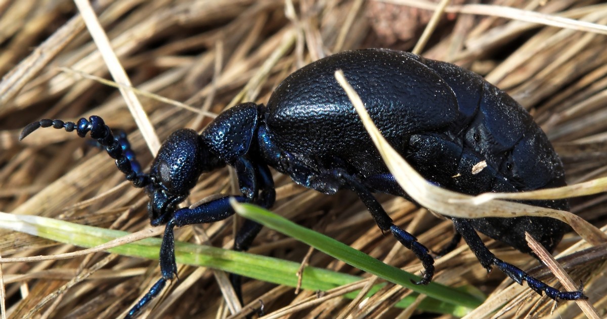 Te niebezpieczne owady żyją w Polsce. Których jad może zabić?