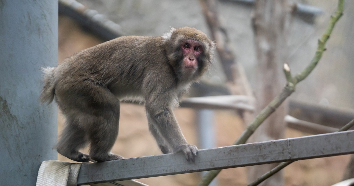 Łódź. Makaki japońskie z zoo w Amersfoort w Holandii zamieszkały w ...