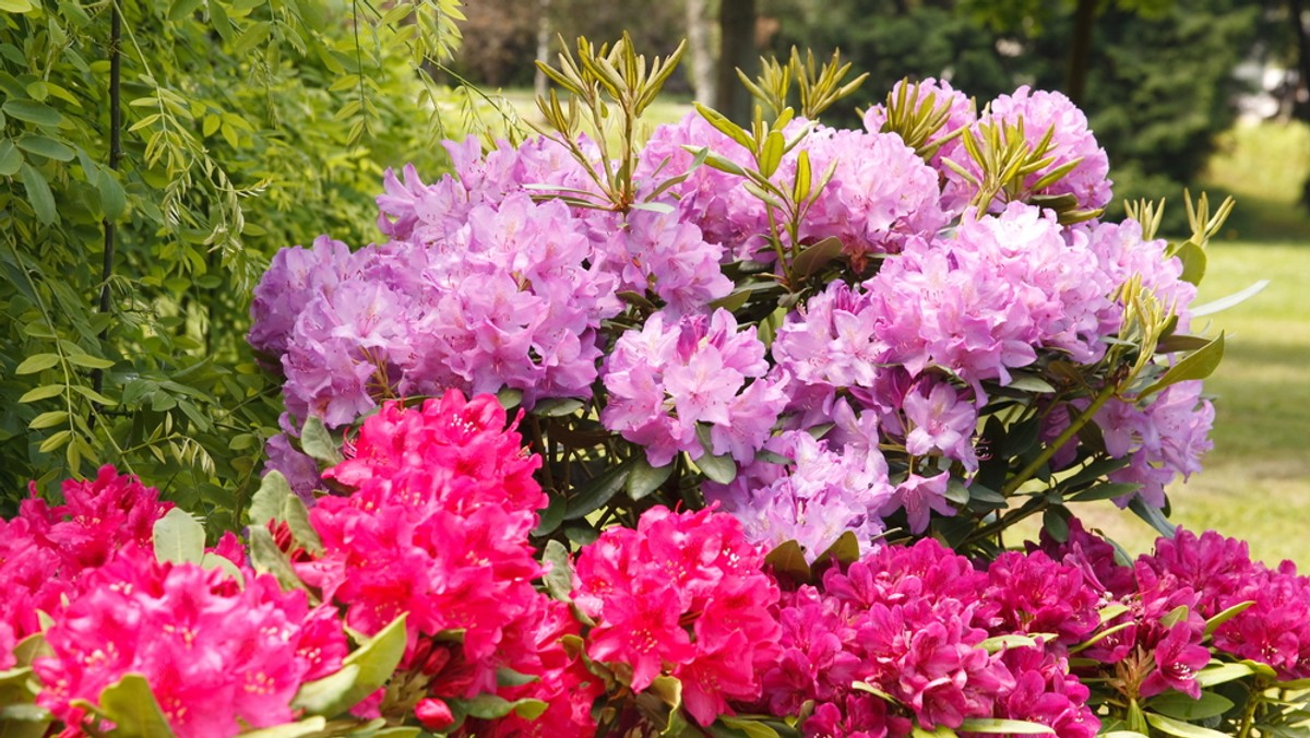 Rododendron - uprawa, jak sadzić, kiedy przesadzać? - Dom