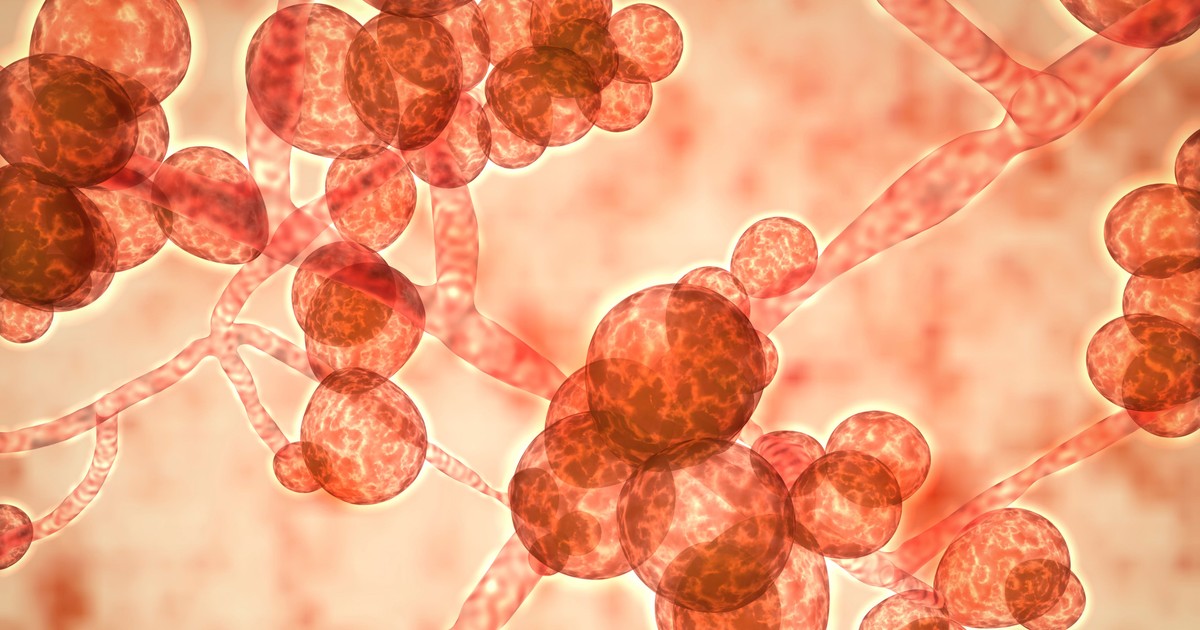 A drug-resistant fungus is spreading across the US. These maps show ...