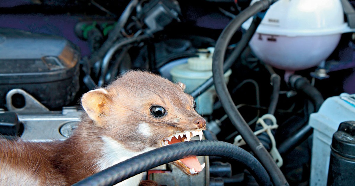 Dlaczego kuny niszczą auta?