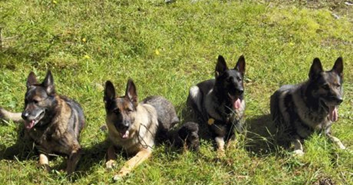 Owczarek z RFN lepszy od tego z DDR? - Dziennik.pl