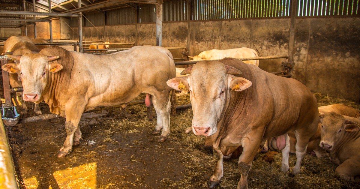 Świętokrzyskie. Tragedia w oborze. Byk zaatakował 64-letnią kobietę