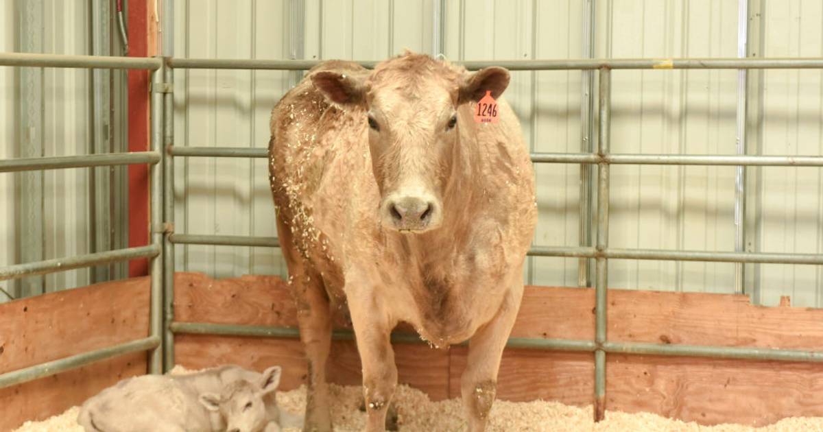 Ile zwierząt zabijanych jest na świecie na minutę pokazuje to Animal ...