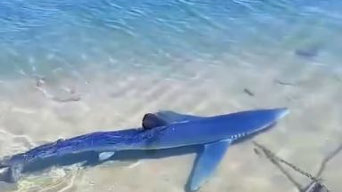 Plava ajkula snimljena kod Glifade u Grčkoj - Blic