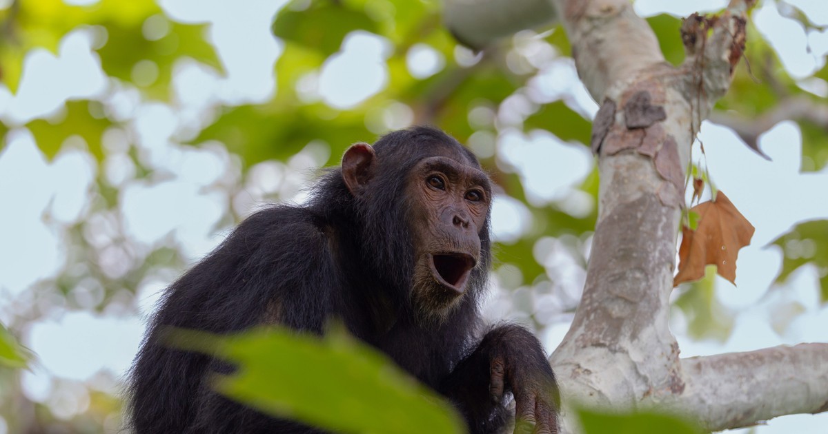The Jane Goodall Institute has handwritten notes on 5 generations of ...