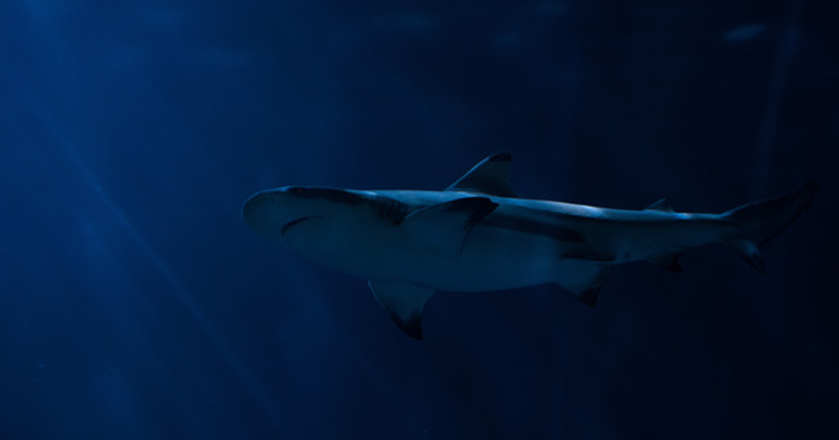 China Eastern und Co verbannen Haiflossen | aeroTELEGRAPH