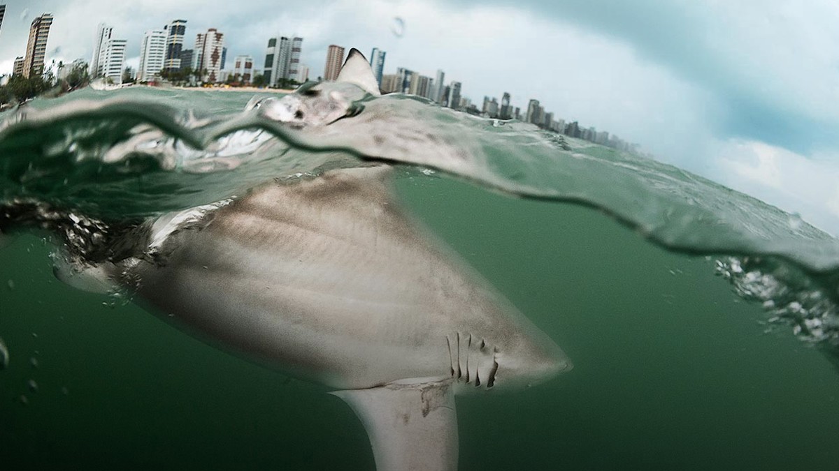 Ajkula napala ženu u Australiji u vodi do struka - Blic