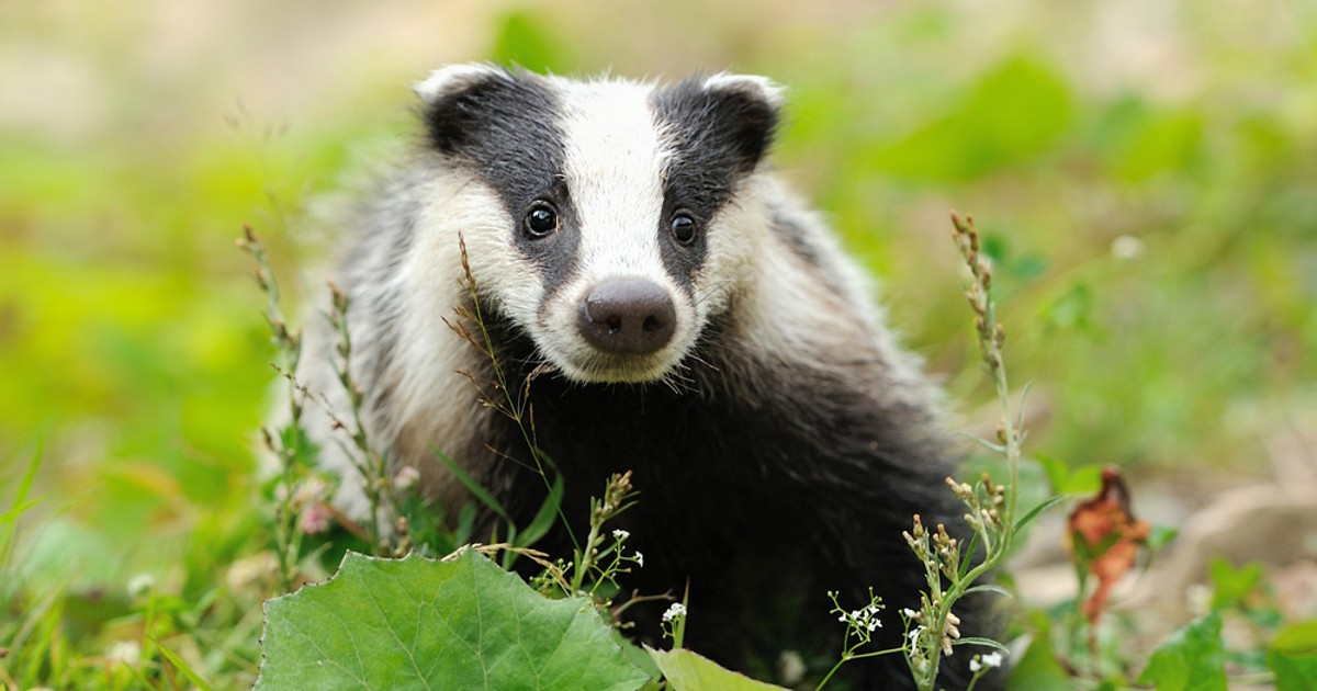 Alarm na torach: borsuki przyczyną chaosu na kolei - Podróże