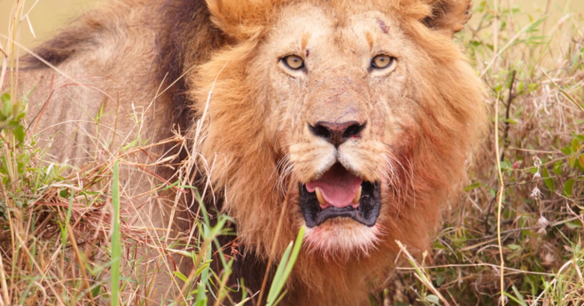 Sprawdzony sposób na lwa, chory ząb i lawinę - Podróże