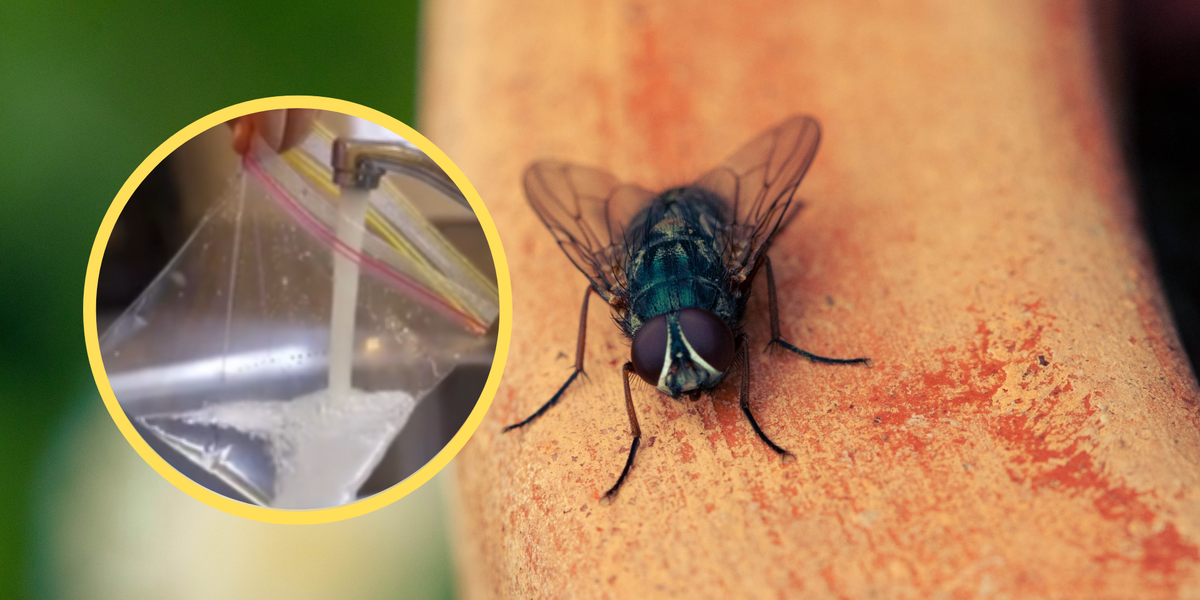 Zaskakujący sposób na pozbycie się much. Wystarczy dosłownie kilka ...