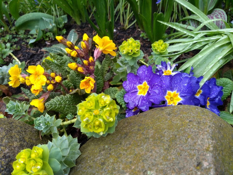 Prymule, czyli pierwiosnki – oznaka wiosny! - Styl życia