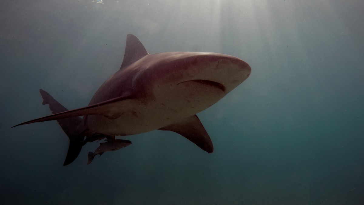 Turysta zaatakowany przez rekina zaledwie 10 m od brzegu - Podróże
