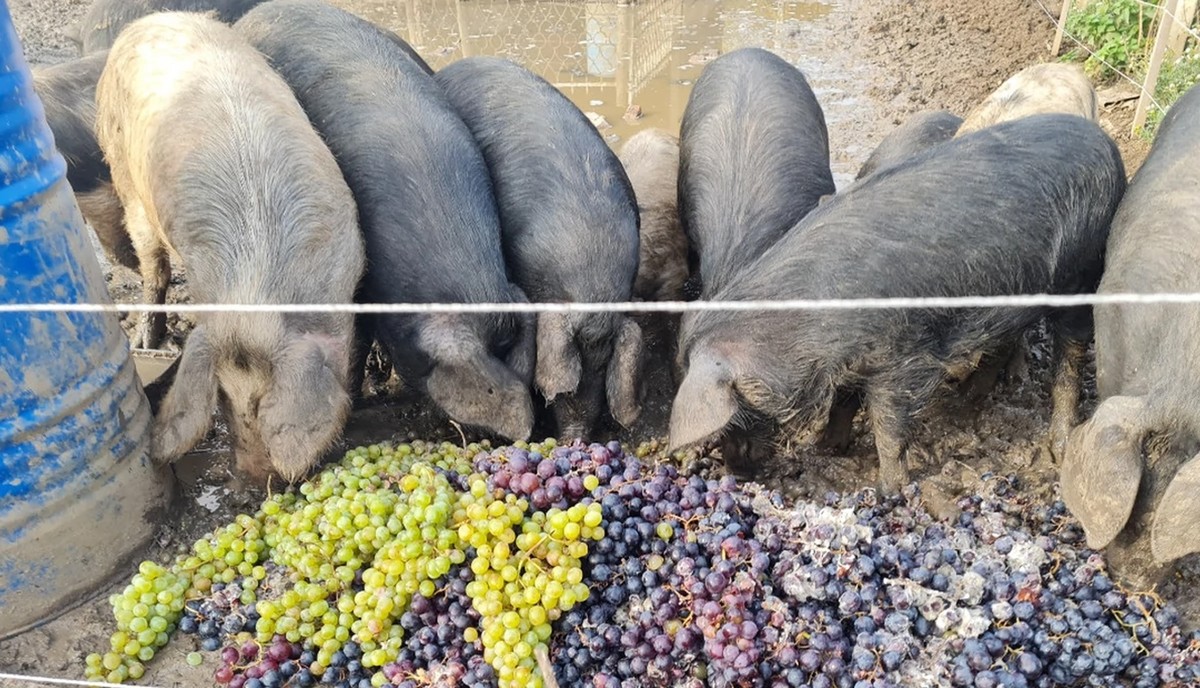 Knez Miloš Obrenović bio poznat po trgovini ovih svinja u Evropi! Sve ...