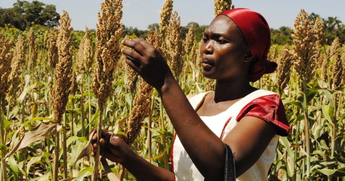 Top 5 most produced crops in Kenya in its last fiscal year | Business ...
