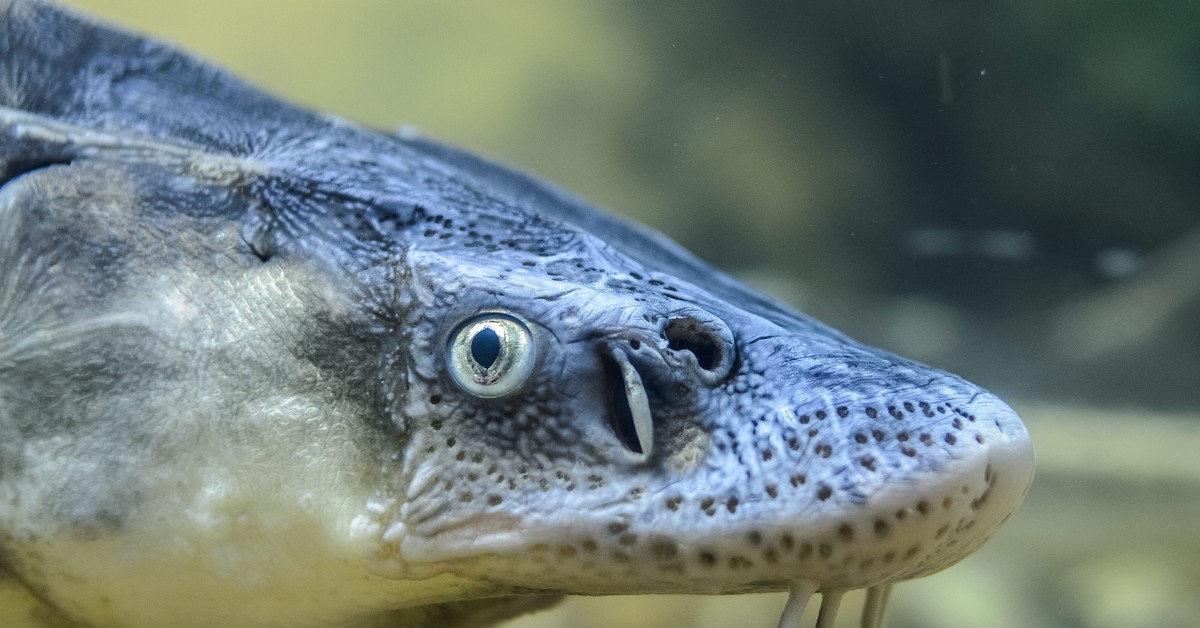 W Odrze zginęły jesiotry, które od 30 lat próbowano przywrócić w ...