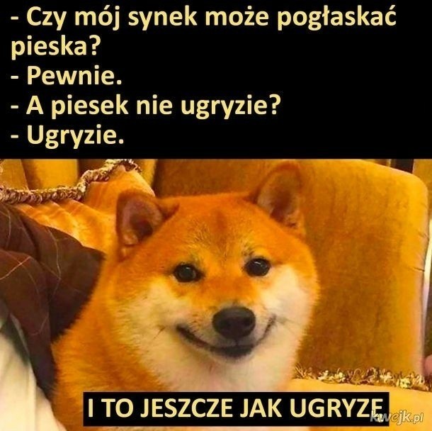 Słynny "pieseł" nie żyje. Wspominamy memy z "piesełem" w roli głównej ...