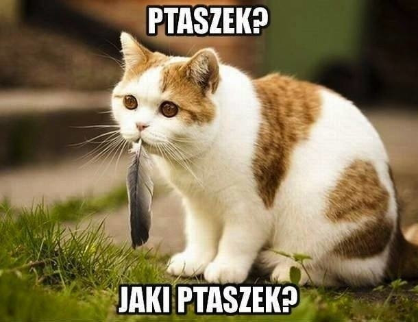 Zobacz najlepsze memy o kotach. Samo życie - Kobieta