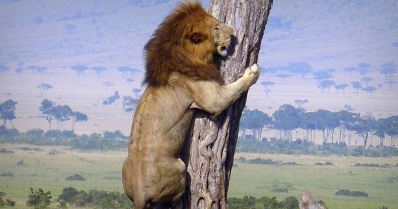 Lew ucieka na drzewo przed stadem wściekłych bawołów w Kenii - Podróże