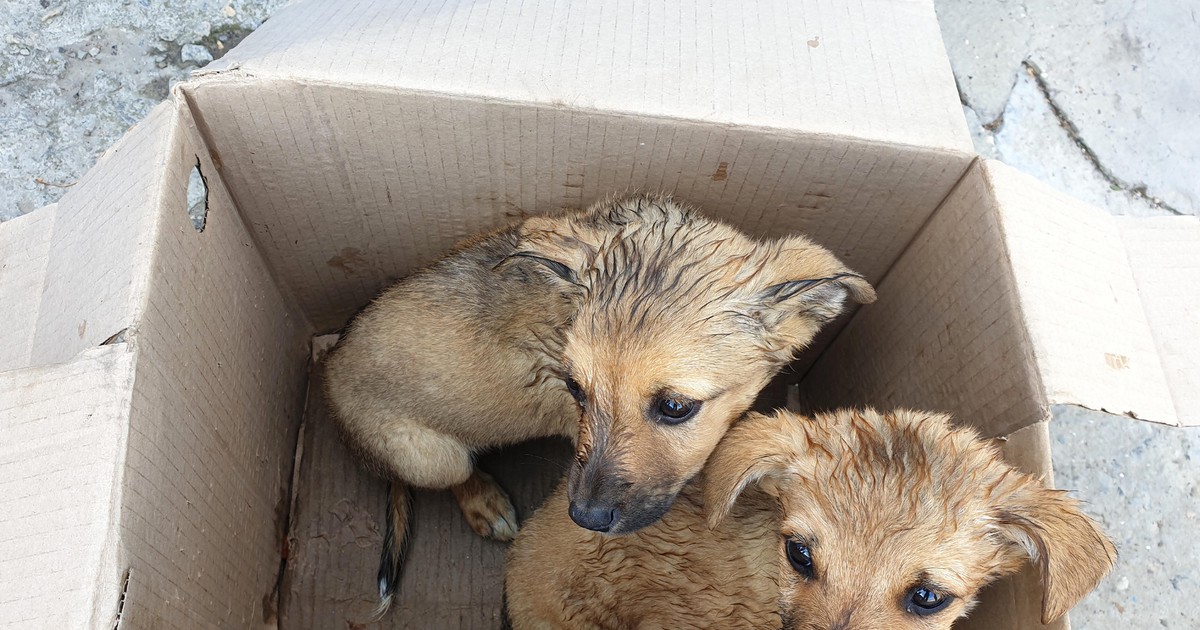 Psi lutalice masovno otrovani u Bujanovcu: Mija pronašao tela mrtvih pasa i štenaca u kontejneru ...