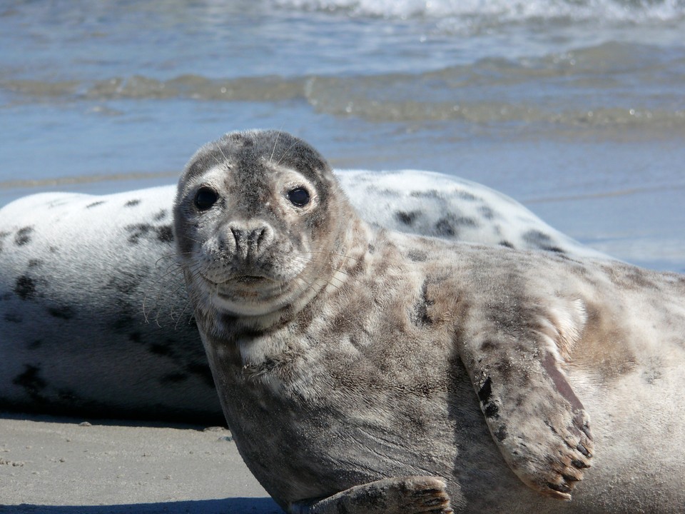 Pomóżmy fokom wrócić do domu! - Wiadomości