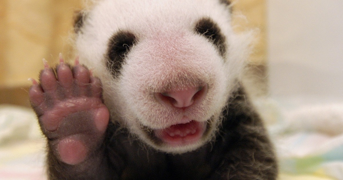 Ta panda jest malutka jak...