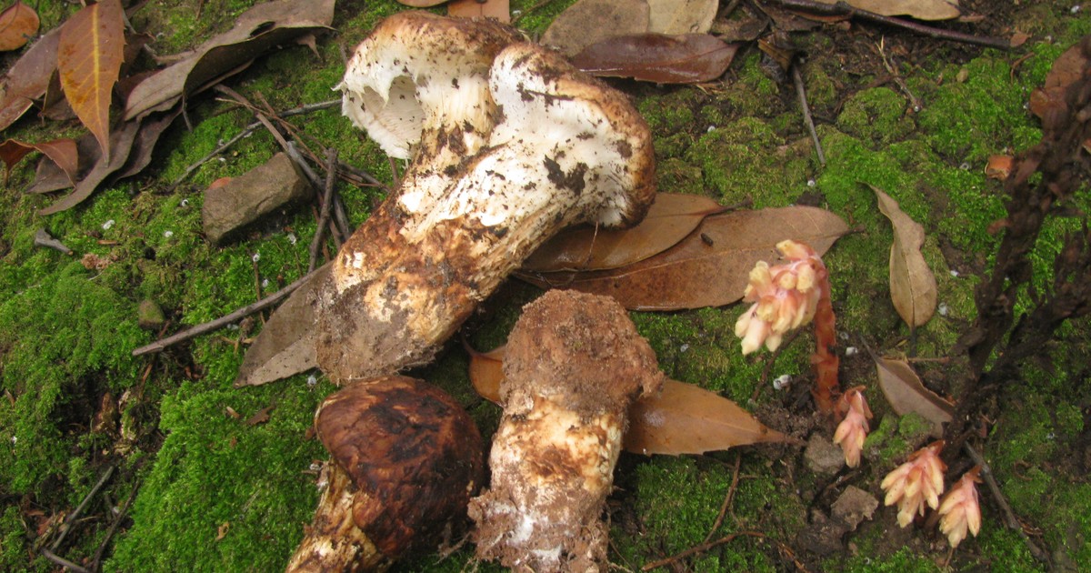 Gąska sosnowa - najdroższy grzyb świata. Cena powala - Wiadomości