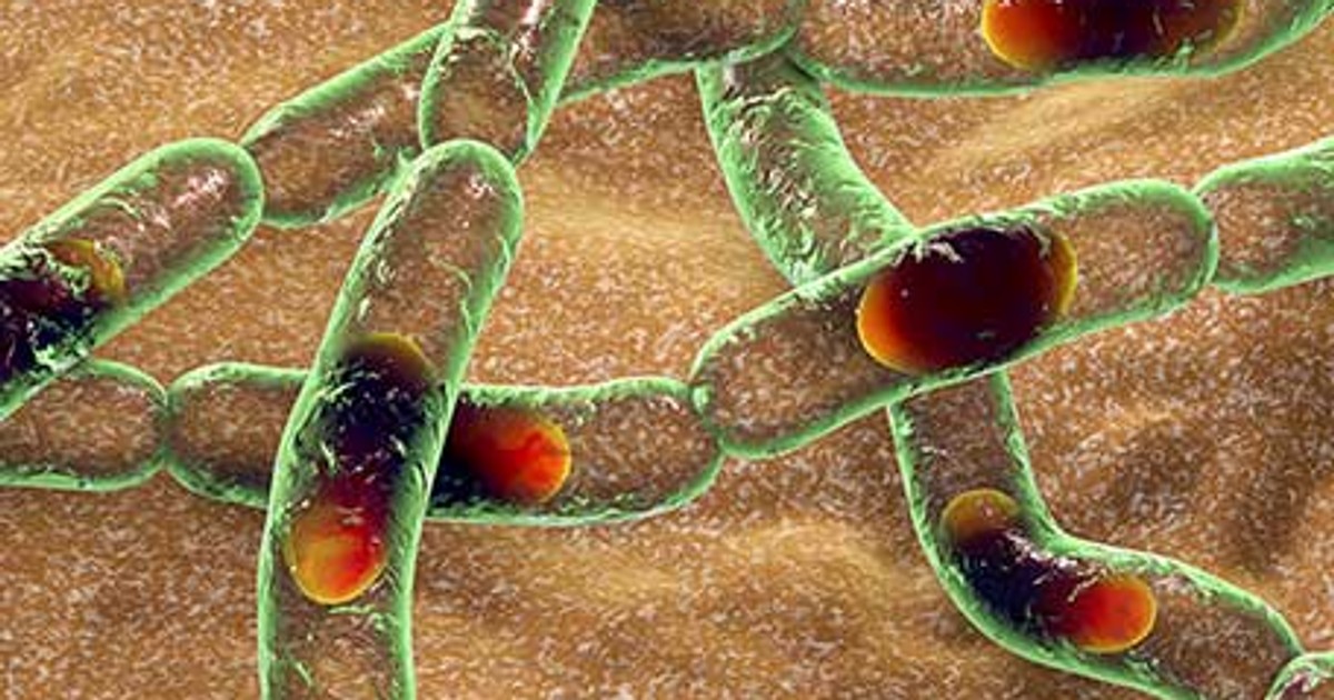 Gov Mbah constitutes multi-sectoral health committee on Anthrax disease ...