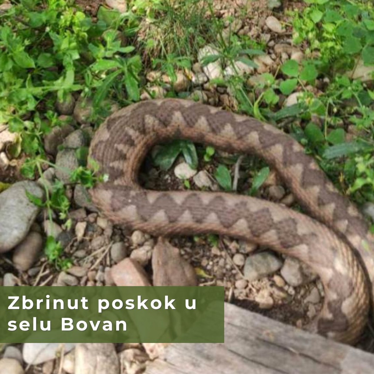 Nišlijka u svom dvorištu naišla na zmiju otrovnicu, evo kako je ...