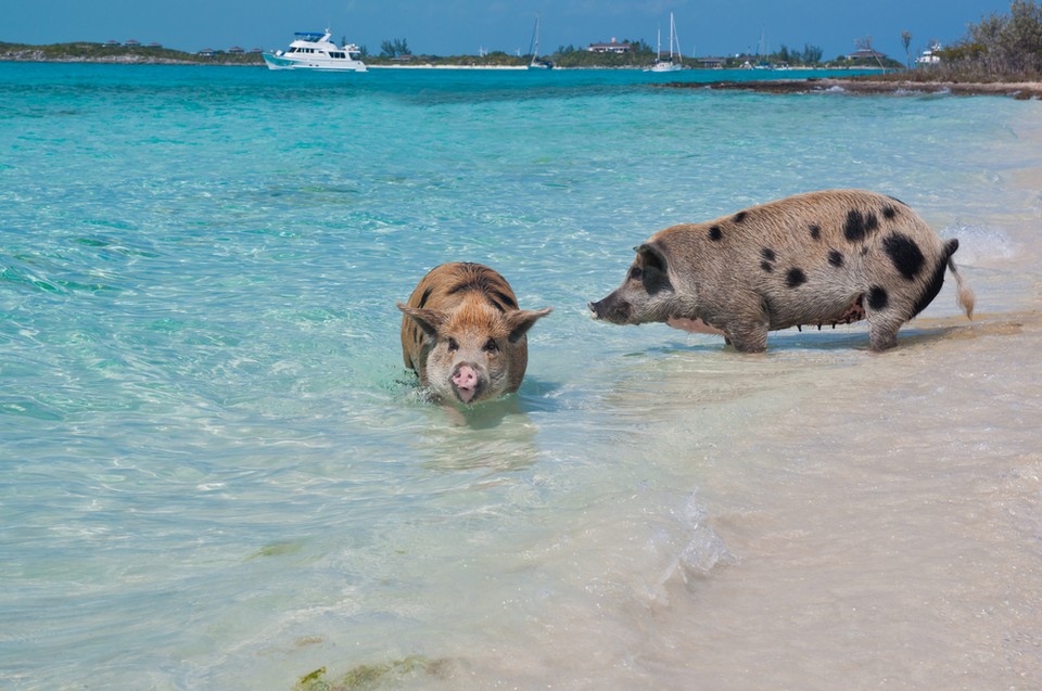 Pig Beach - plaża na Bahamach zamieszkana przez świnie - Podróże