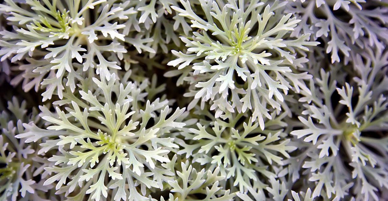 Piołun - właściwości, wpływ na zdrowie, dawkowanie, skutki uboczne