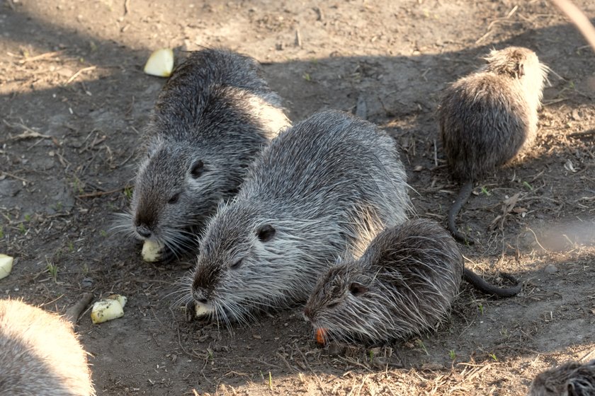Rybnik. Chwile grozy na bulwarach. Nutria zaatakowała pięciolatka Rybnik. Chwile grozy na bulwarach. Nutria zaatakowała pięciolatka