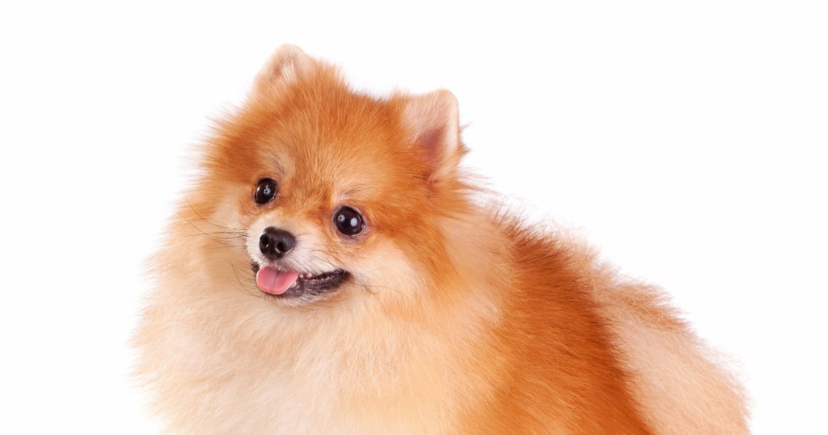 Nie żyje piesek Boo. Był gwiazdą internetu