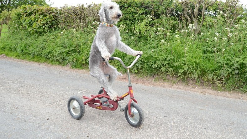 Był pies, który jeździł koleją. Czas na psa, który jeździ rowerem ...