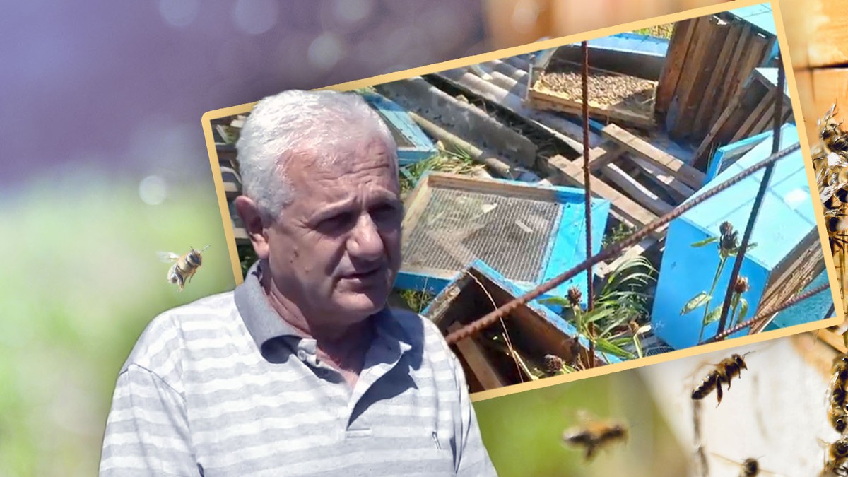 Medved uništava košnice Tomislavu iz Ivanjice: Napadi zveri svakodnevna ...