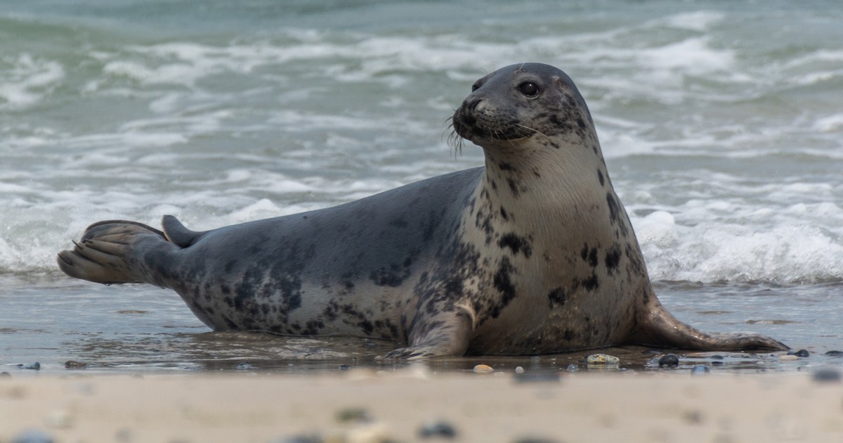 "Nigdy Cię nie zapomnimy". Nie żyje Sława — foka seniorka z ...