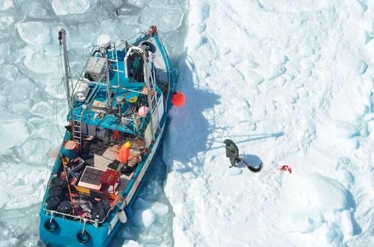 Polowanie na foki w Kanadzie - zdjęcia - Świat - Newsweek.pl