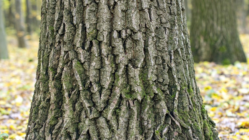 Czy kora dębu pomoże wyleczyć niektóre choroby cywilizacyjne?