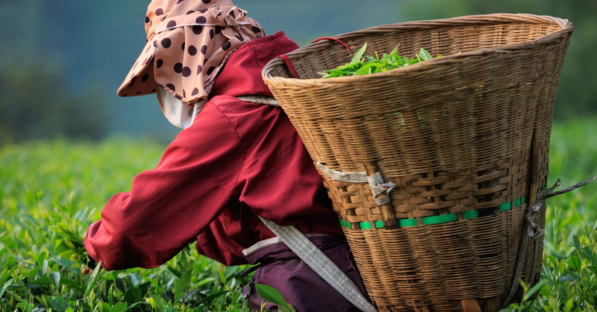 Rolnictwo w USA cierpi na brak rąk do pracy. Plan Trumpa masowych ...
