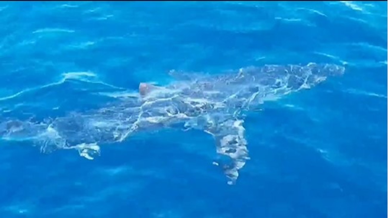 Ajkula snimljena kako kruži oko broda u Crnoj Gori (video) - Blic