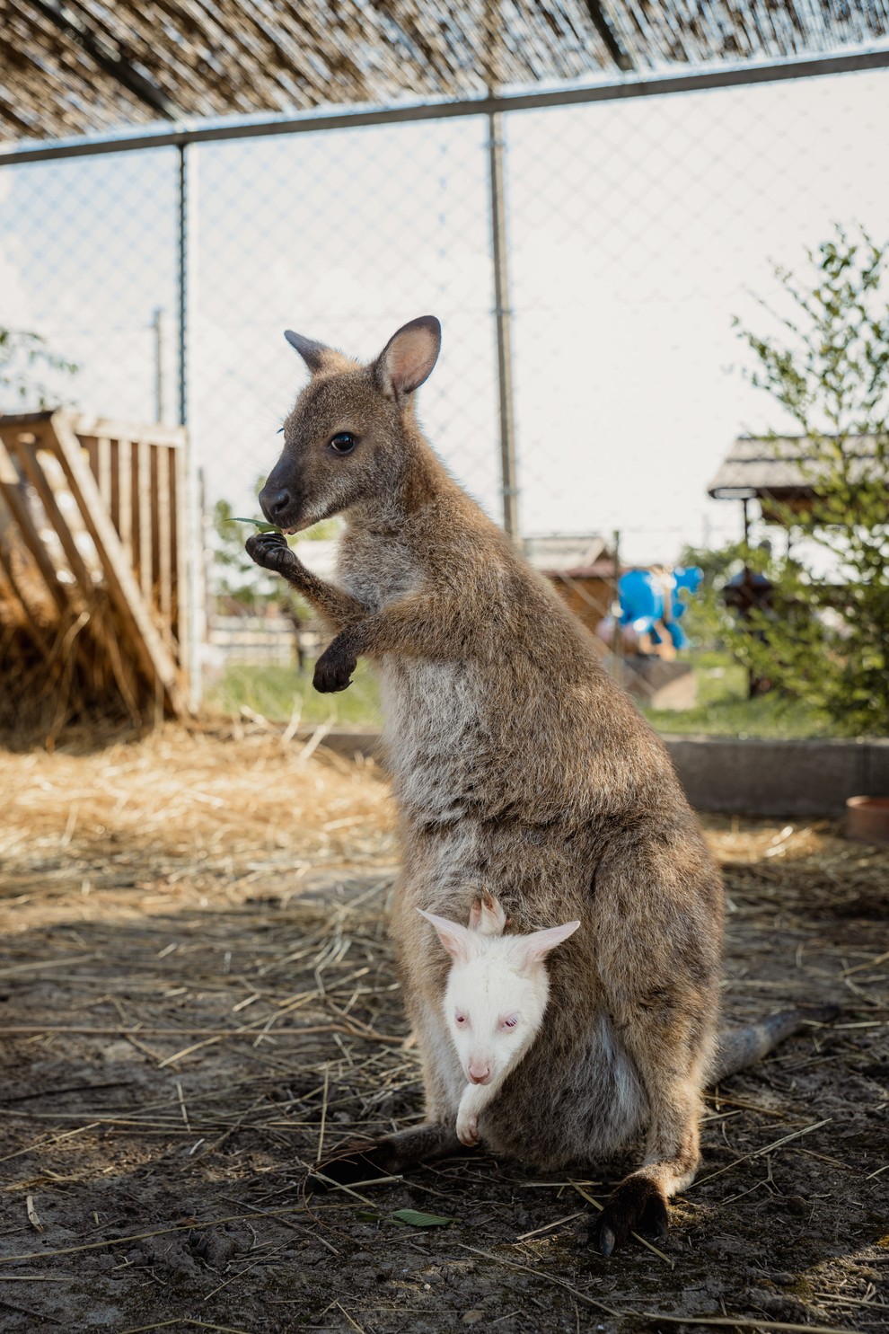 Hihetetlenük cuki albínó kenguru született Magyarországon - Blikk