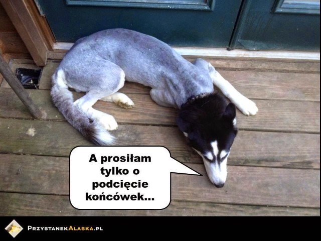 Najlepsze memy o psach. Te czworonogi rozbawią do łez [GALERIA] - Kobieta