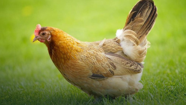 Co robi trzydziestoletnia kura domowa? - Zdrowie